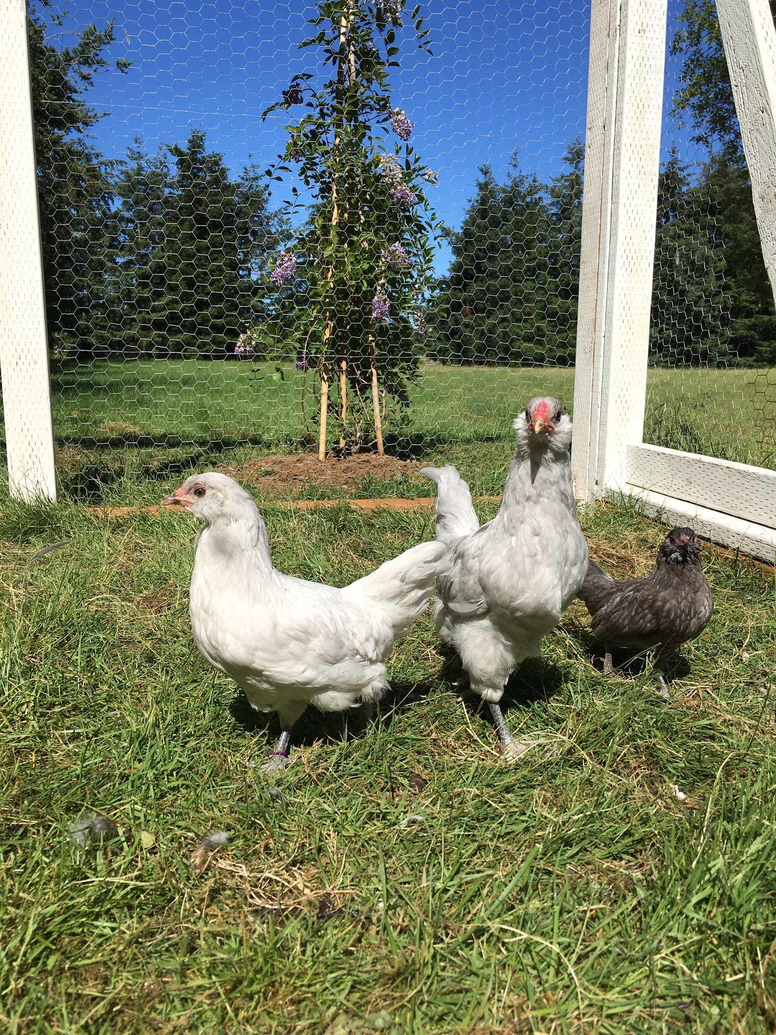Lessons from Chickenlandia: Putting Young Chickens Outside Full-Time ...